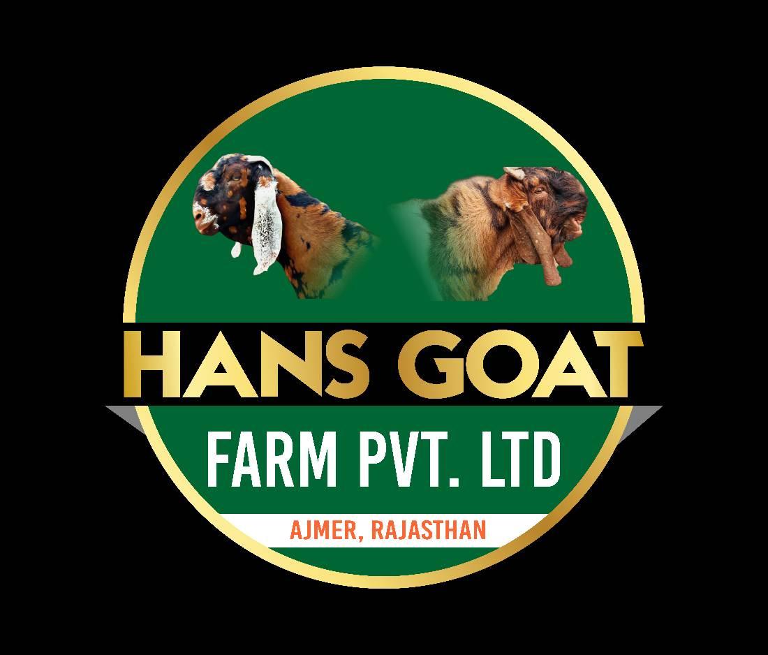 All Goat Breeds Available For Goat Farming in Ajmer, RJ | HANS GOAT FARM