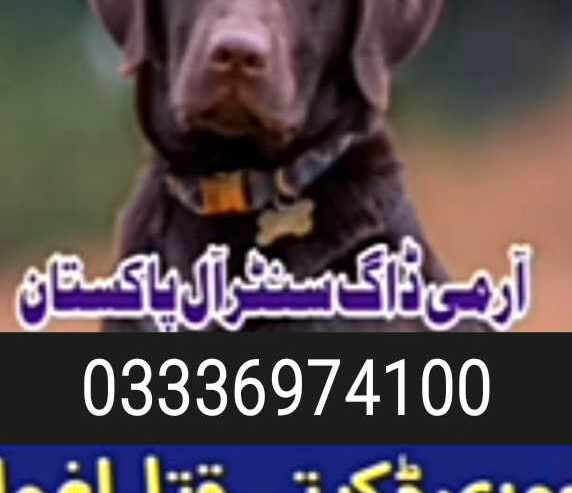 Army Dog Center Lahore Pakistan