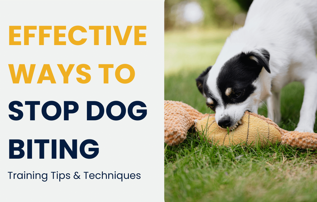 Effective Ways to Stop Dog Biting - Training Tips and Techniques ...