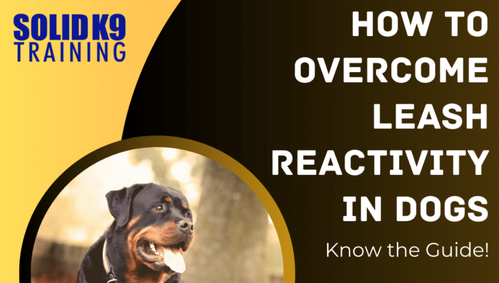 How to Overcome Leash Reactivity in Dogs - Know The Guide | Solid K9 Training
