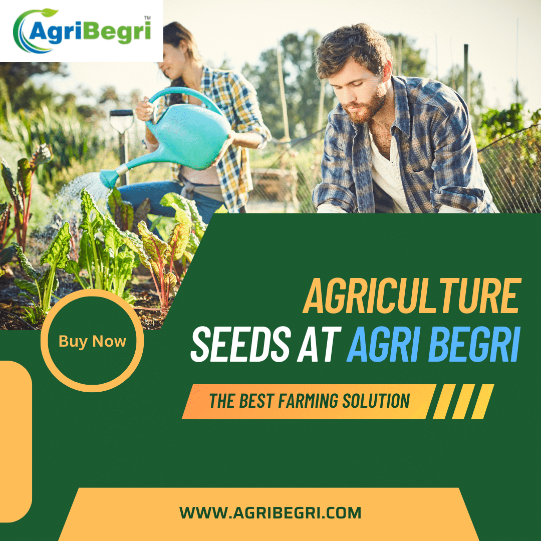 Explore Premium Agricultural Seeds At Agri Begri For Bountiful Crops! - ADPOSTMAN