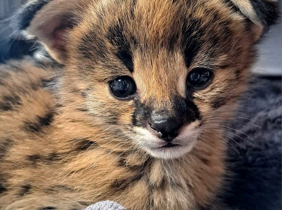 Litter of Serval and Savannah, The Caracal Kittens