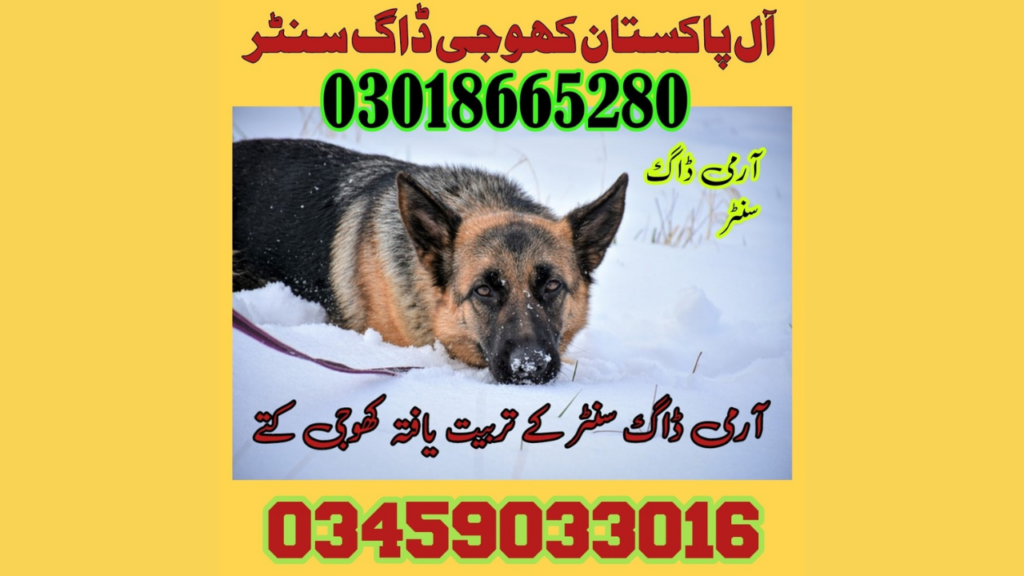Army Dog Center in Islamabad Pakistan