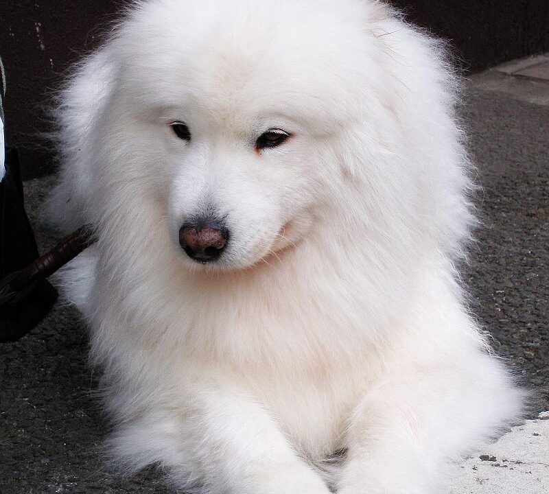 The Perfect Fluffy Purebred Samoyed Puppies