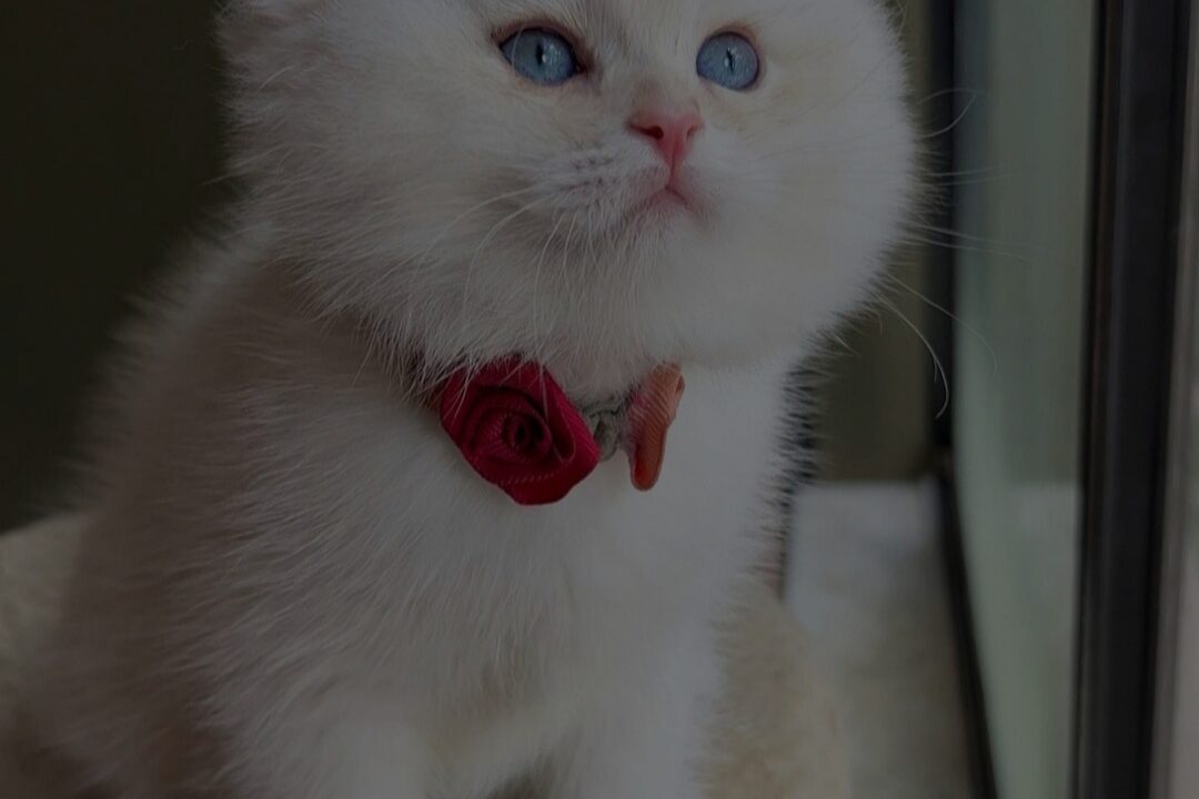 British Shorthair Kittens for Adoption